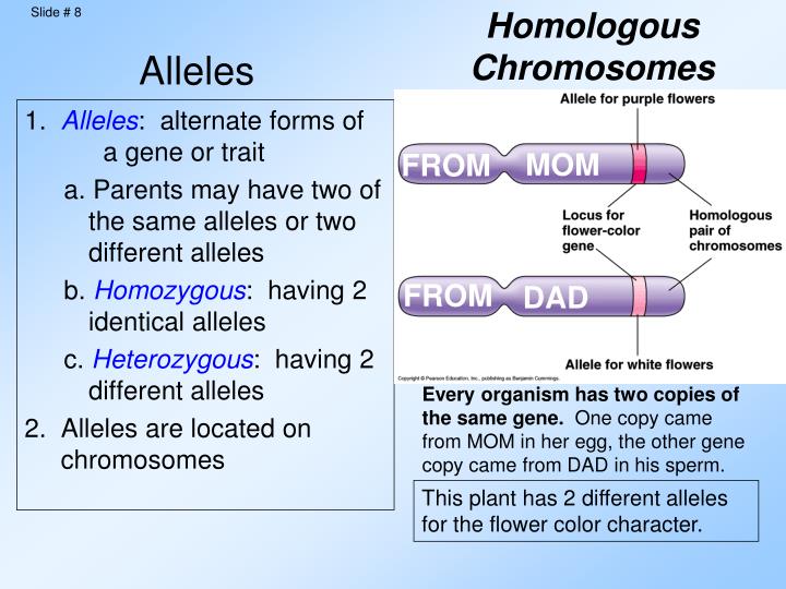 PPT - SMATH #14 PowerPoint Presentation - ID:1895736