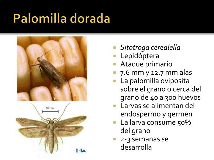 PPT - Plagas de almacÃ©n y su control PowerPoint Presentation - ID:1895783