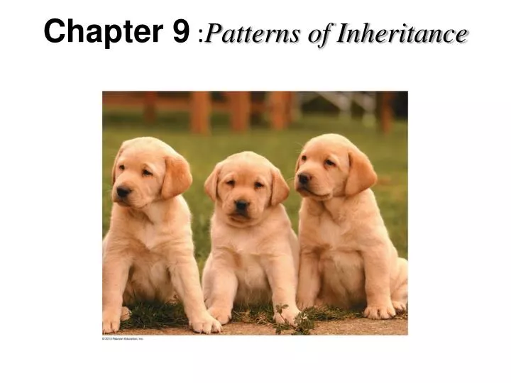 PPT - Chapter 9 : Patterns of Inheritance PowerPoint Presentation, free download - ID:1895798