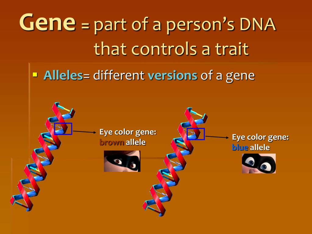 Ppt Genetics Powerpoint Presentation Free Download Id 1895840