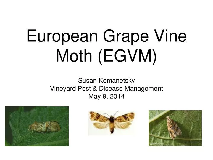 PPT - European Grape Vine Moth (EGVM) PowerPoint Presentation, free ...