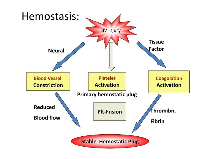PPT - Blood Coagulation PowerPoint Presentation - ID:1895923
