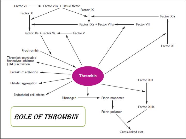 PPT - Blood Coagulation PowerPoint Presentation - ID:1895923