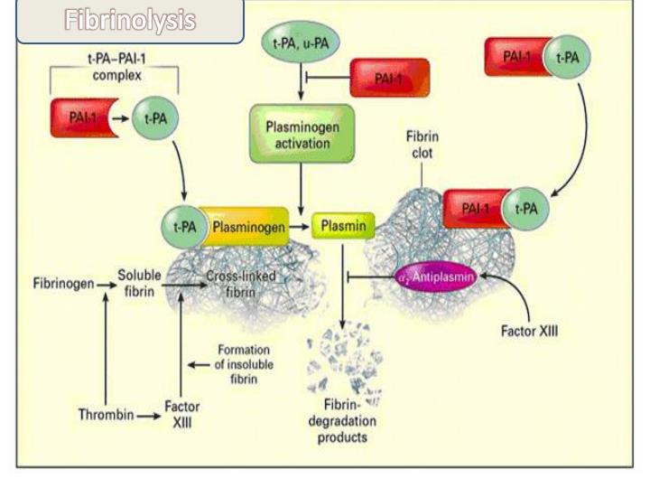 PPT - Blood Coagulation PowerPoint Presentation - ID:1895923
