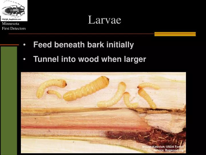 PPT - Larvae PowerPoint Presentation, free download - ID:1895932