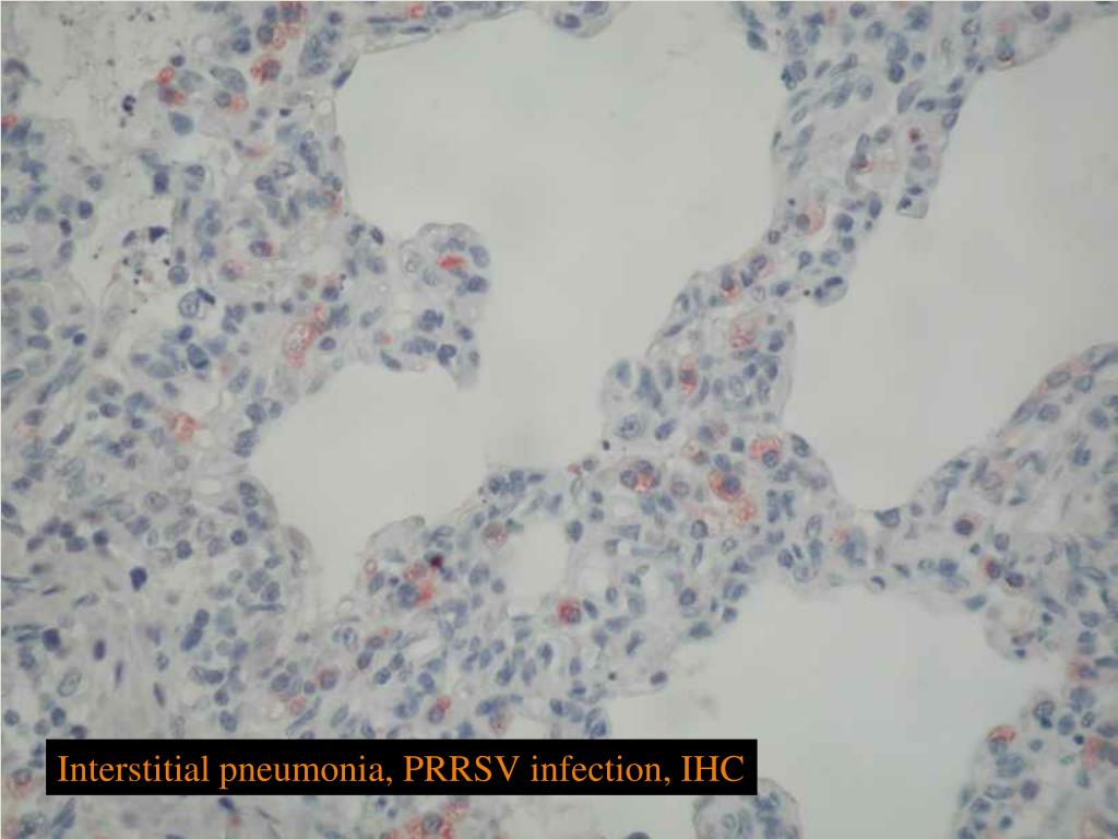 PPT - Pathogenesis and pathology of porcine pneumonias PowerPoint ...