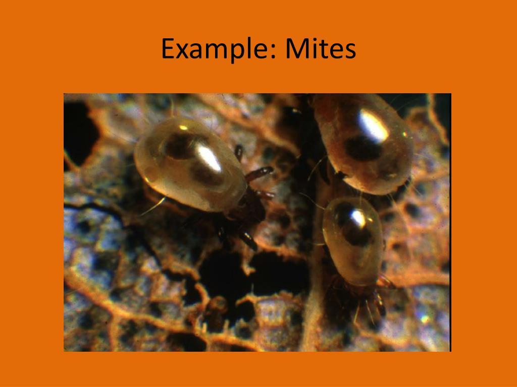 PPT - Air is the breath of life, Water is the drink of life, Soil is ...