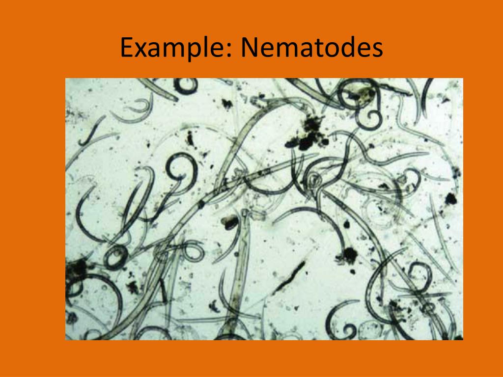 PPT - Air is the breath of life, Water is the drink of life, Soil is ...