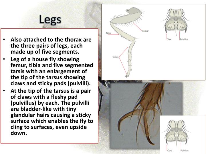 PPT - Musca (house fly) PowerPoint Presentation - ID:1896926