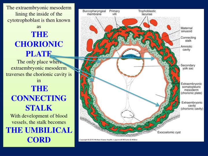 PPT - The extraembryonic mesoderm lining the inside of the ...
