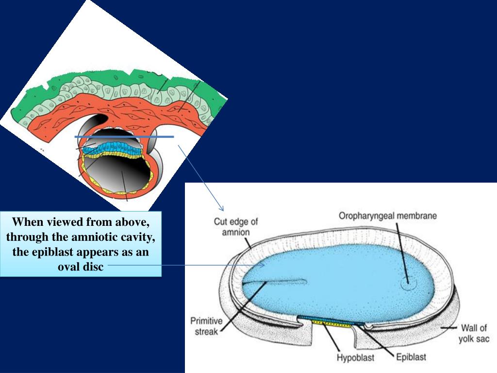 PPT - The extraembryonic mesoderm lining the inside of the ...