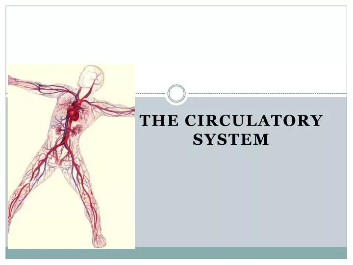 PPT - The Circulatory System PowerPoint Presentation, free download ...