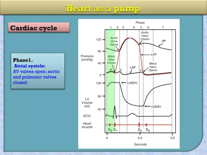 PPT - Heart as a pump PowerPoint Presentation, free download - ID:1897375
