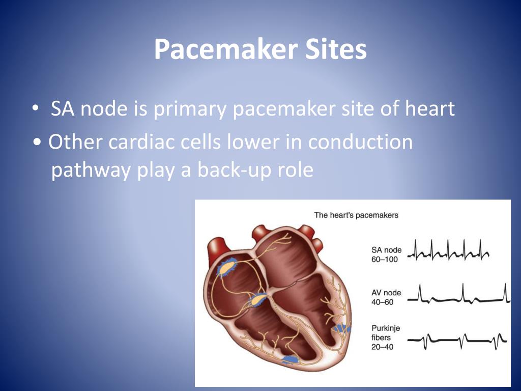 PPT - Anatomy and Electrophysiology of the Heart PowerPoint ...