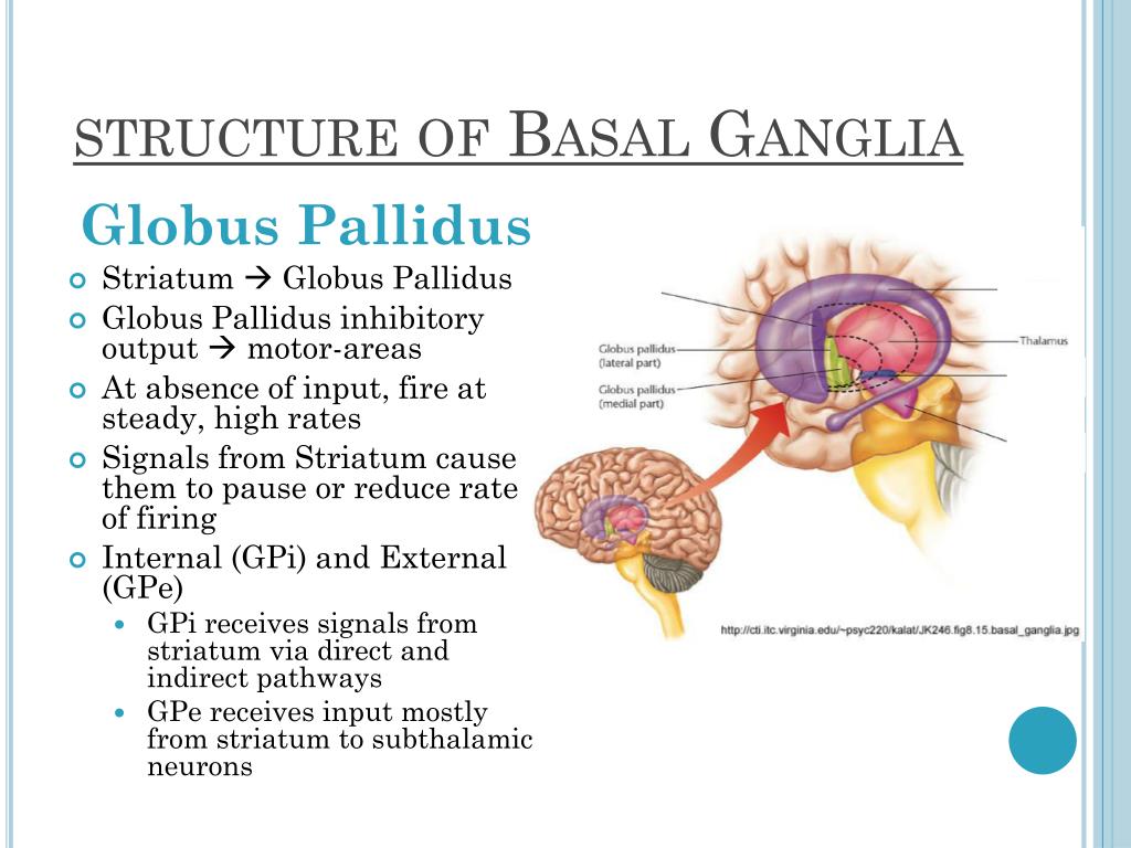 Basal Ganglia Structure And Function Basal Ganglia Structure And Function