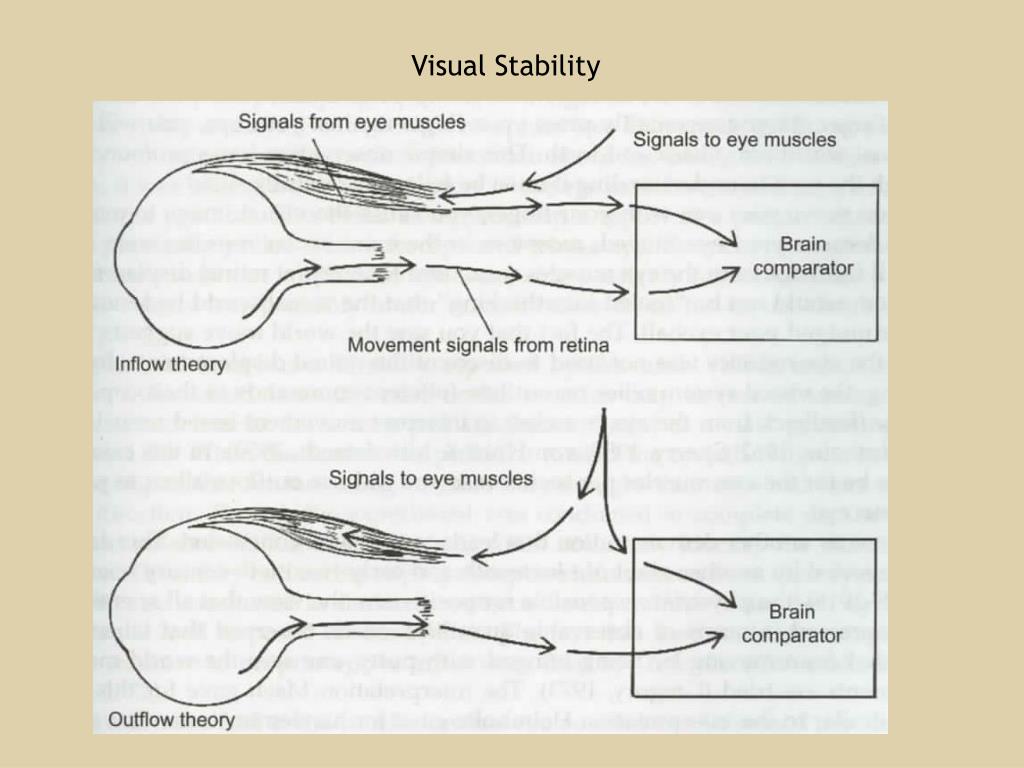 PPT - Odds and ends: motor cortex cerebellum basal ganglia Kandel et al ...