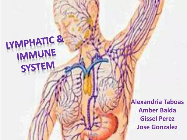 PPT - LYMPHATIC & IMMUNE SYSTEM PowerPoint Presentation, free download - ID:1897708