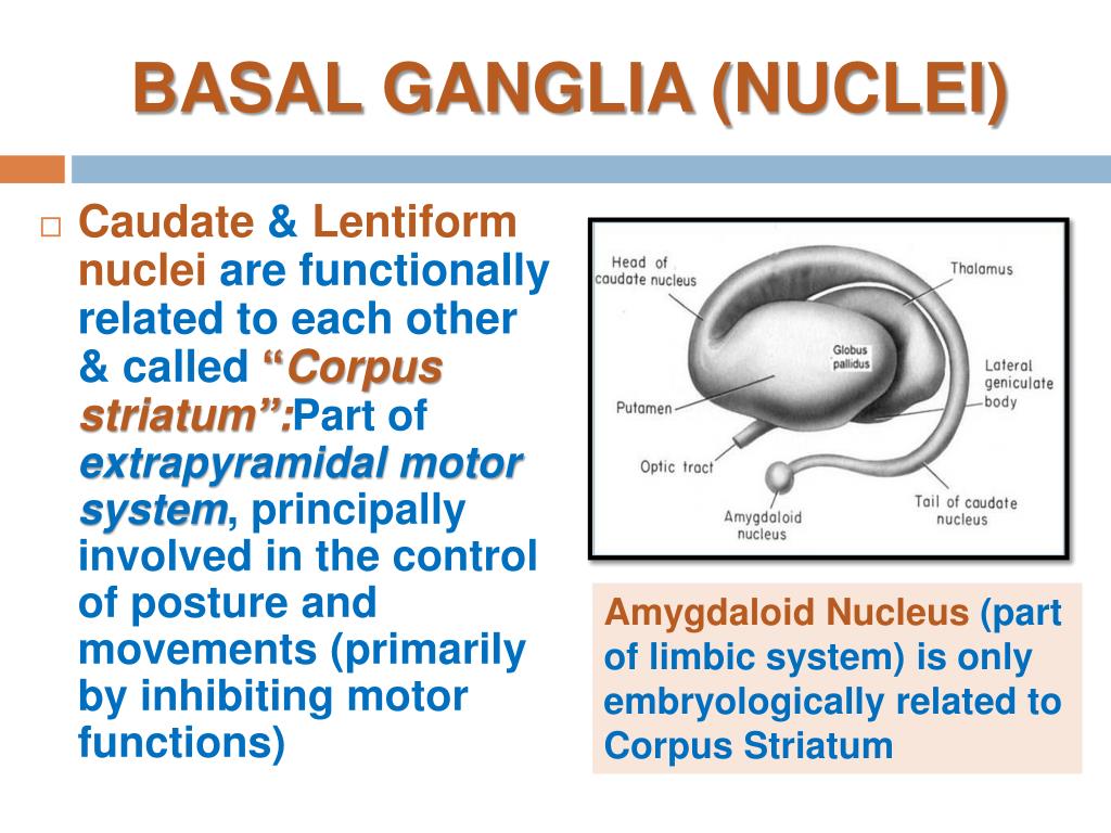 Basal Ganglia Structure And Function Basal Ganglia Structure And Function