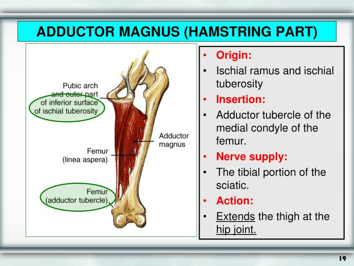 PPT - GLUTEAL REGION & BACK OF THIGH PowerPoint Presentation - ID:1897995