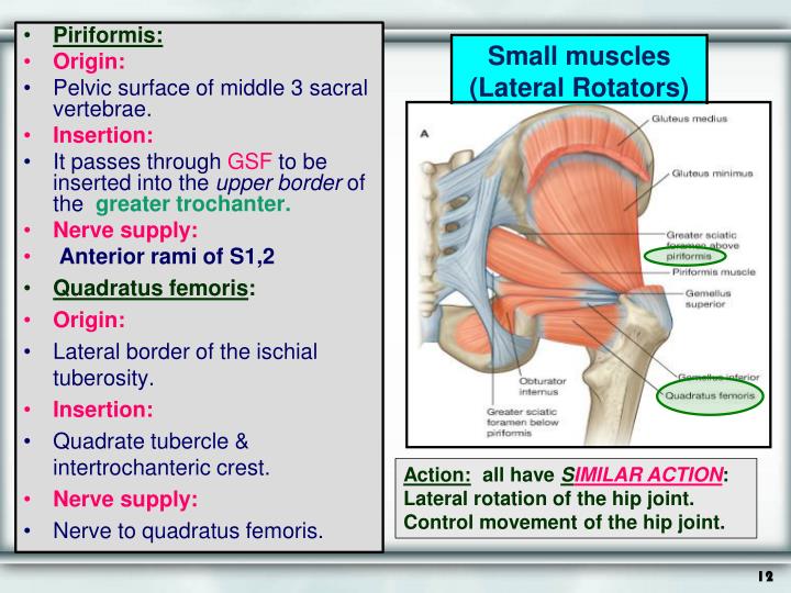 PPT - GLUTEAL REGION & BACK OF THIGH PowerPoint Presentation - ID:1897995