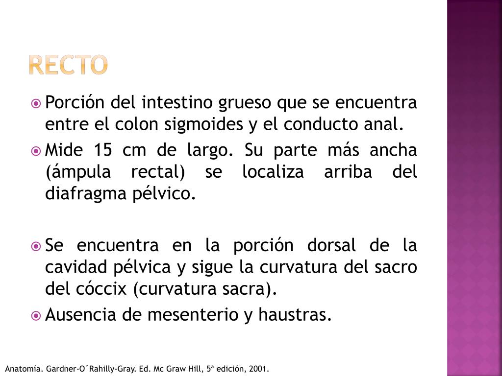 PPT - Anatomía del riñón, uretÉros , vejiga, uretra, recto y ano ...