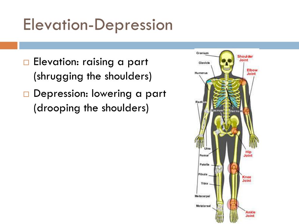PPT - Pelvic Girdle-Lower Limbs p. 158-161 PowerPoint Presentation ...