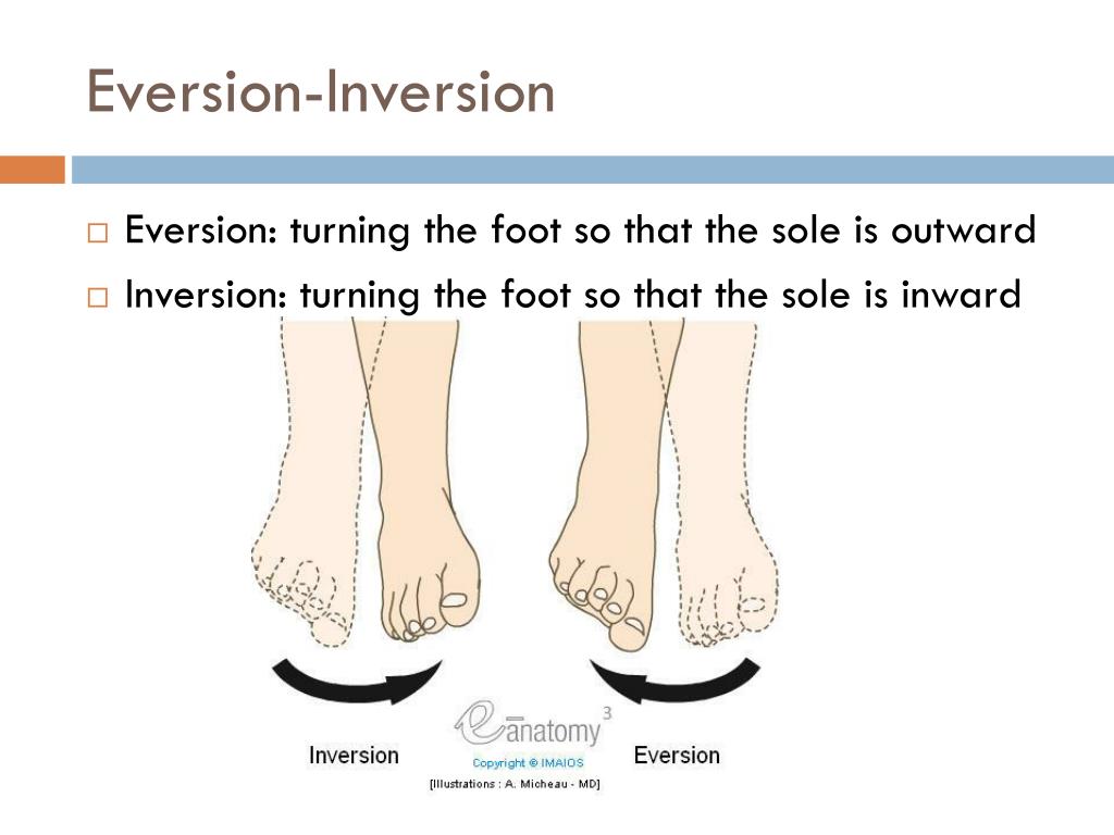 PPT - Pelvic Girdle-Lower Limbs p. 158-161 PowerPoint Presentation ...