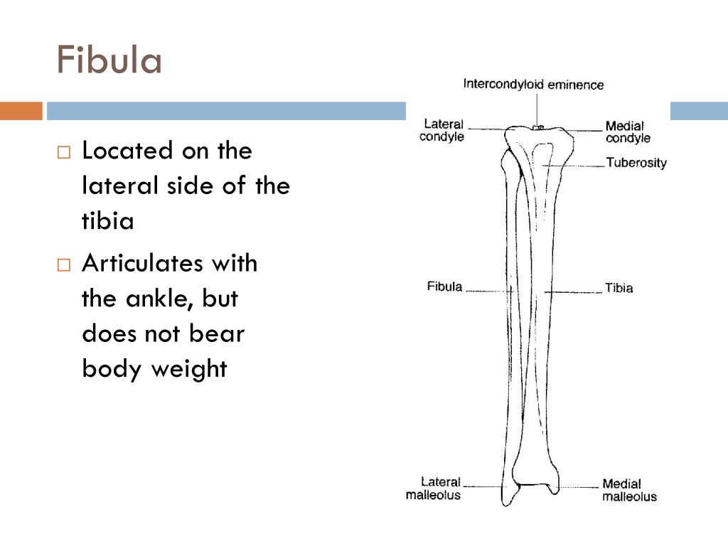 PPT - Pelvic Girdle-Lower Limbs p. 158-161 PowerPoint Presentation ...