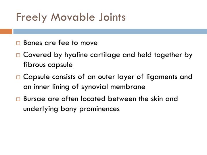 PPT - Pelvic Girdle-Lower Limbs p. 158-161 PowerPoint Presentation - ID ...