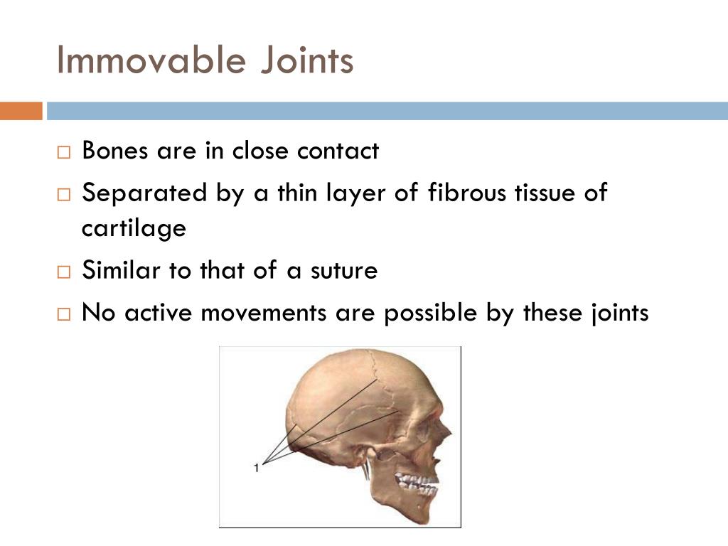 PPT - Pelvic Girdle-Lower Limbs p. 158-161 PowerPoint Presentation ...