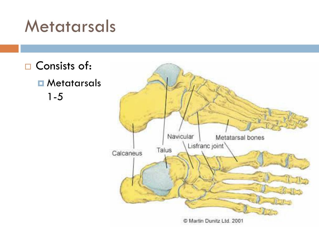 PPT - Pelvic Girdle-Lower Limbs p. 158-161 PowerPoint Presentation ...