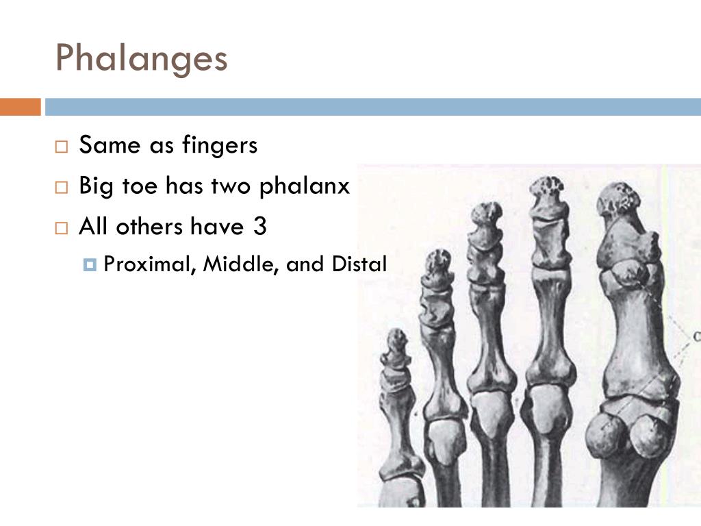 PPT - Pelvic Girdle-Lower Limbs p. 158-161 PowerPoint Presentation ...
