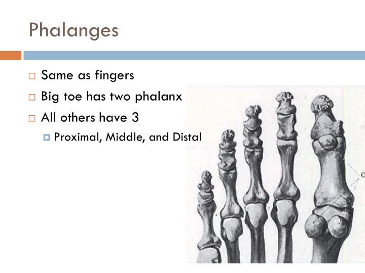 PPT - Pelvic Girdle-Lower Limbs p. 158-161 PowerPoint Presentation - ID ...