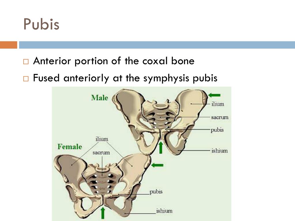 PPT - Pelvic Girdle-Lower Limbs p. 158-161 PowerPoint Presentation ...