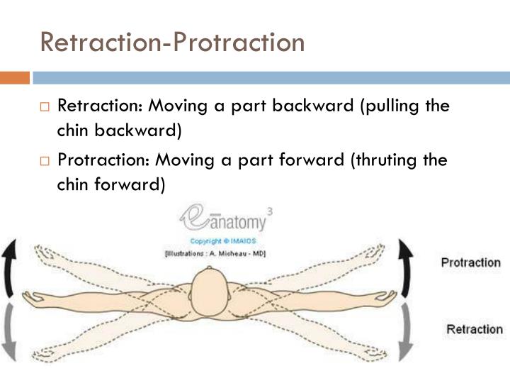 PPT - Pelvic Girdle-Lower Limbs p. 158-161 PowerPoint Presentation - ID ...
