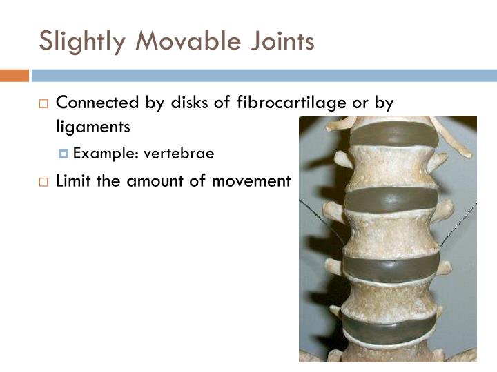 PPT - Pelvic Girdle-Lower Limbs p. 158-161 PowerPoint Presentation - ID ...