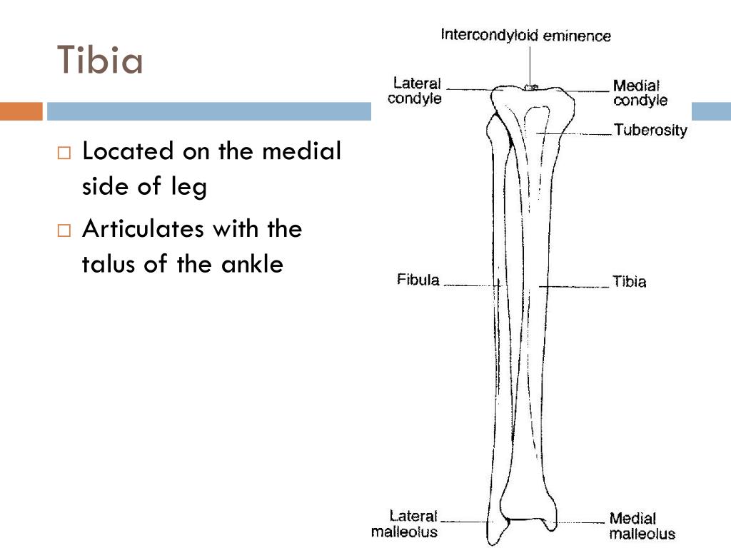 PPT - Pelvic Girdle-Lower Limbs p. 158-161 PowerPoint Presentation ...