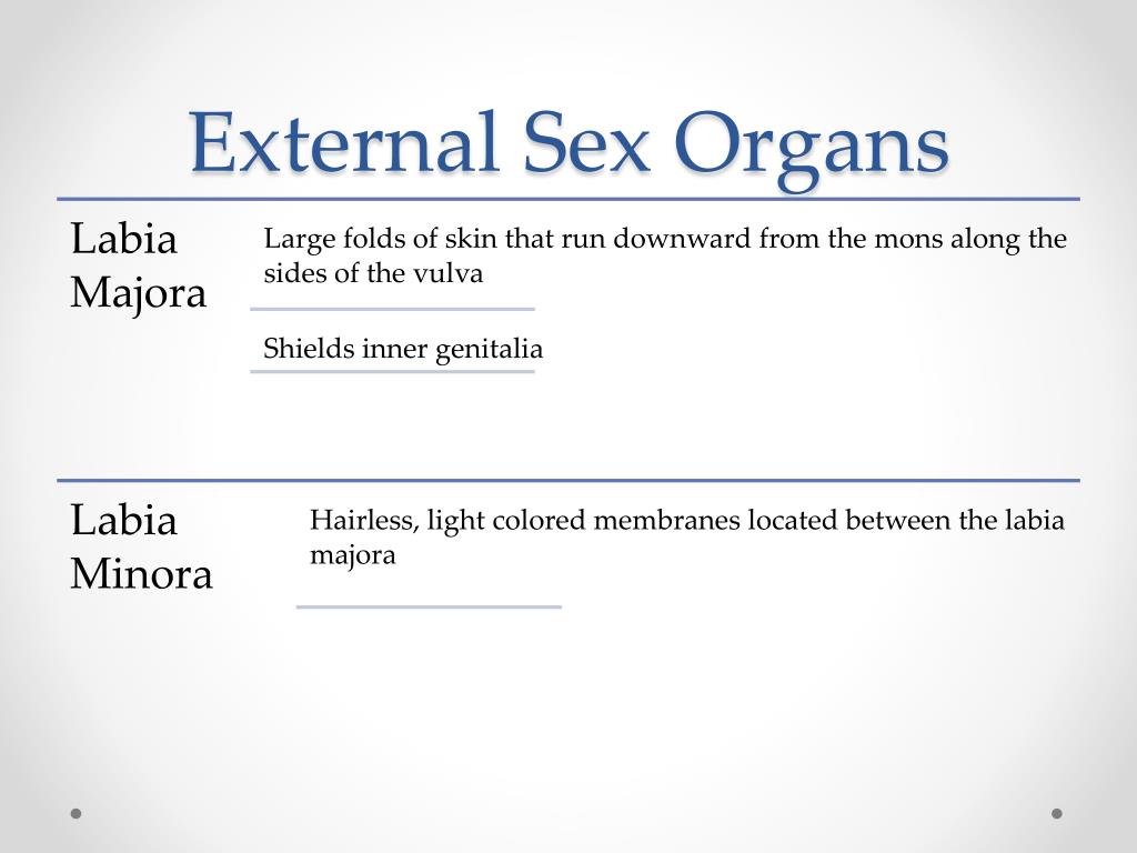PPT - Female Sexual Anatomy and Physiology PowerPoint Presentation ...