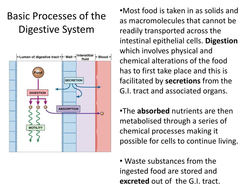 PPT - WINDSOR UNIVERSITY SCHOOL OF MEDICINE PowerPoint Presentation ...