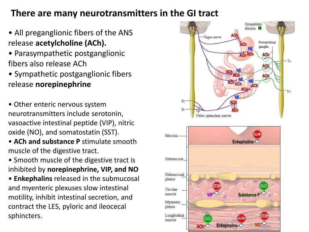 PPT - WINDSOR UNIVERSITY SCHOOL OF MEDICINE PowerPoint Presentation ...