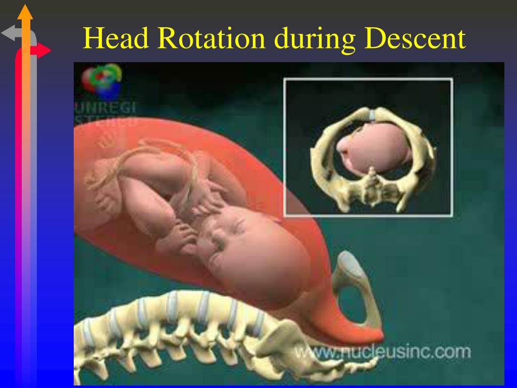 Ppt Chapter 22 Processes And Stages Of Labor And Birth Powerpoint