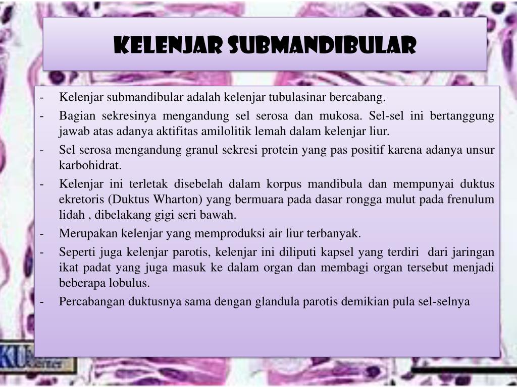 PPT - STRUKTUR dan FUNGSI KELENJAR PENCERNAAN ( Submandibula ...