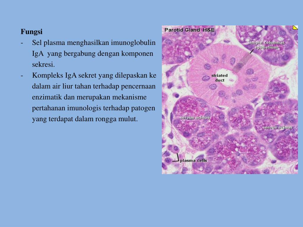 PPT - STRUKTUR dan FUNGSI KELENJAR PENCERNAAN ( Submandibula ...