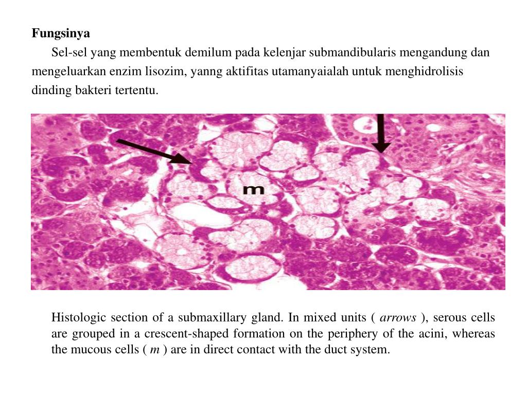 PPT - STRUKTUR dan FUNGSI KELENJAR PENCERNAAN ( Submandibula ...