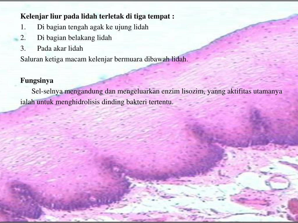 PPT - STRUKTUR dan FUNGSI KELENJAR PENCERNAAN ( Submandibula ...