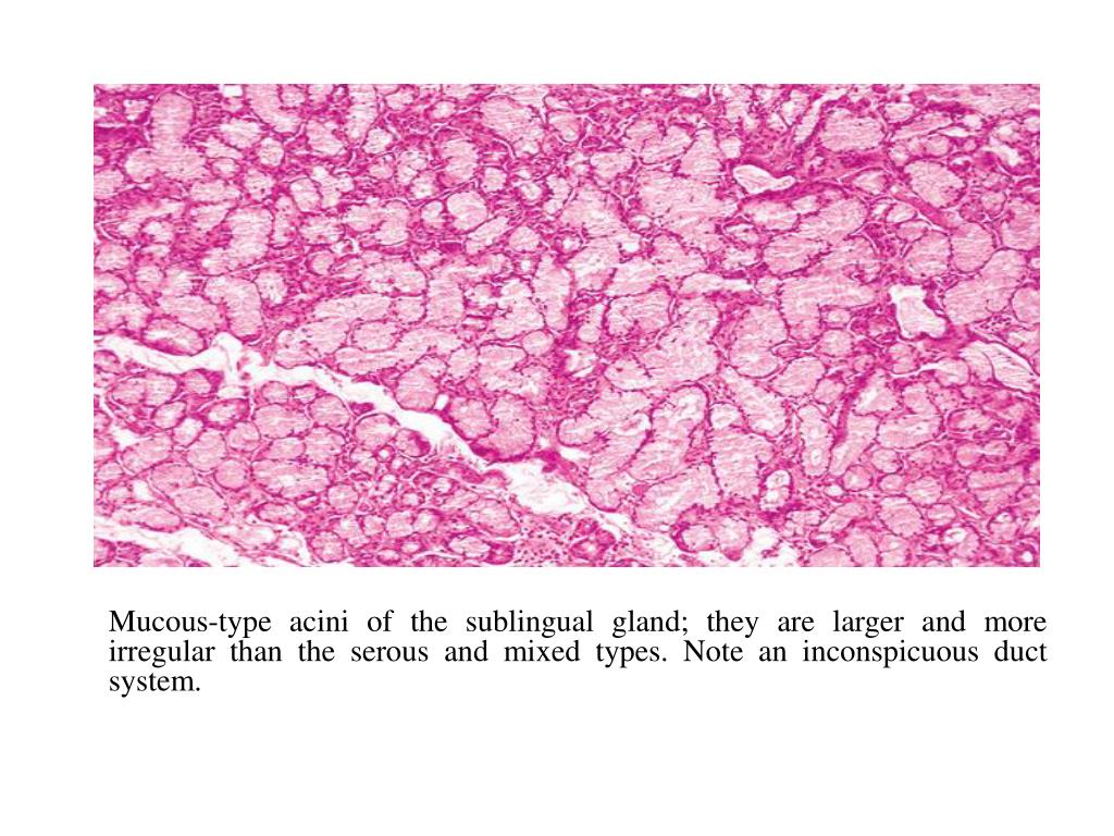 PPT - STRUKTUR dan FUNGSI KELENJAR PENCERNAAN ( Submandibula ...