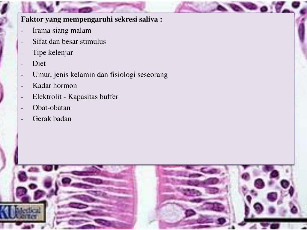 PPT - STRUKTUR dan FUNGSI KELENJAR PENCERNAAN ( Submandibula ...