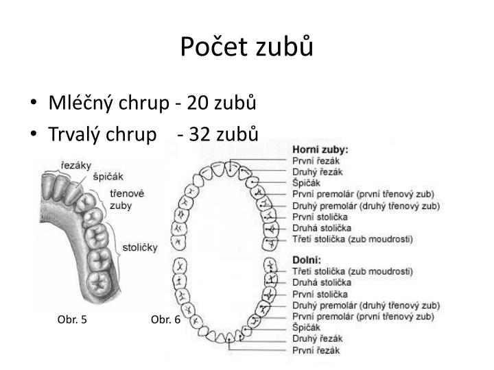 PPT - TRÁVICÍ SOUSTAVA 1 PowerPoint Presentation - ID:1898348