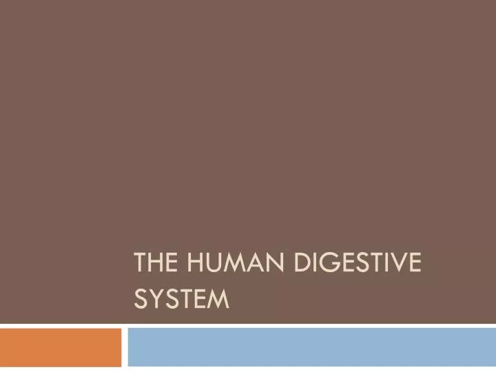 PPT - The human digestive System PowerPoint Presentation, free download ...