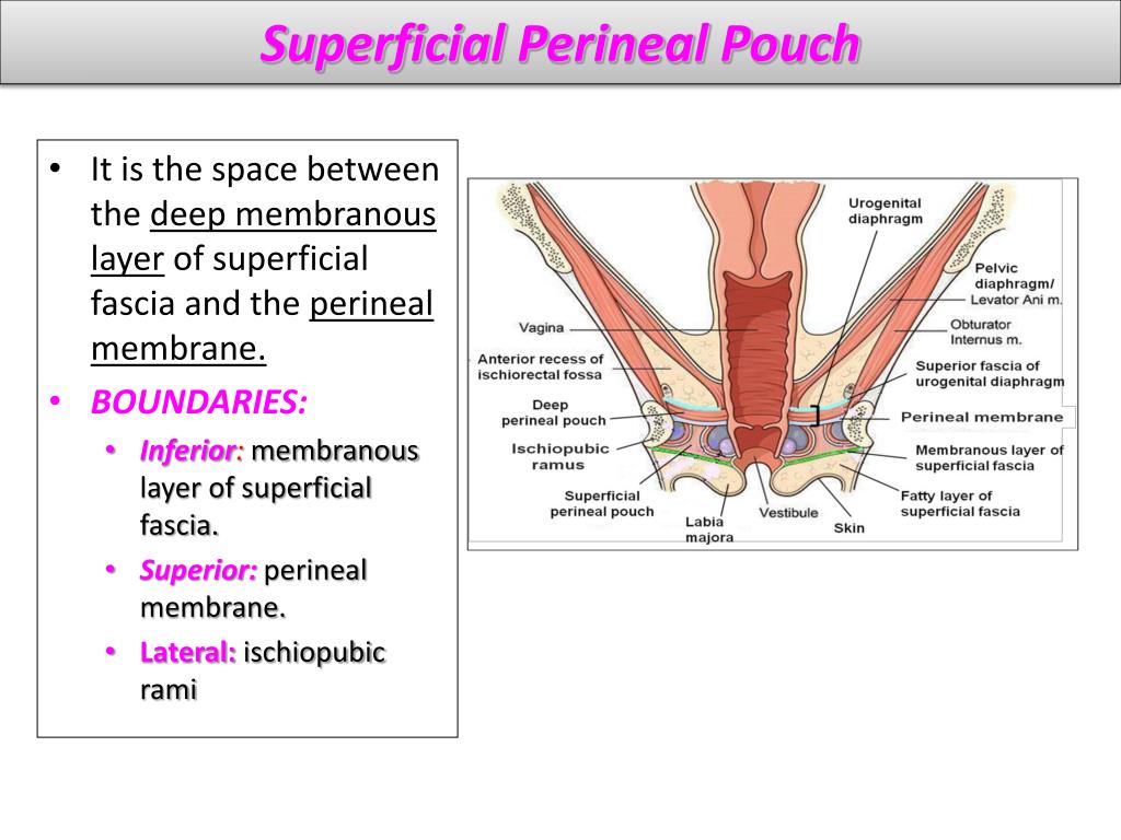 PPT - Female Perineum and External Genitalia PowerPoint Presentation ...